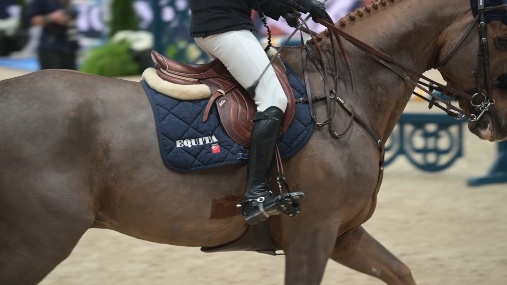 Equita Lyon : Dailynews - Bluevista